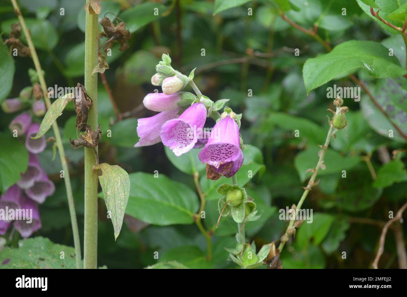 Fox glove (Digitalis) in a forest in Oregon Stock Photo - Alamy
