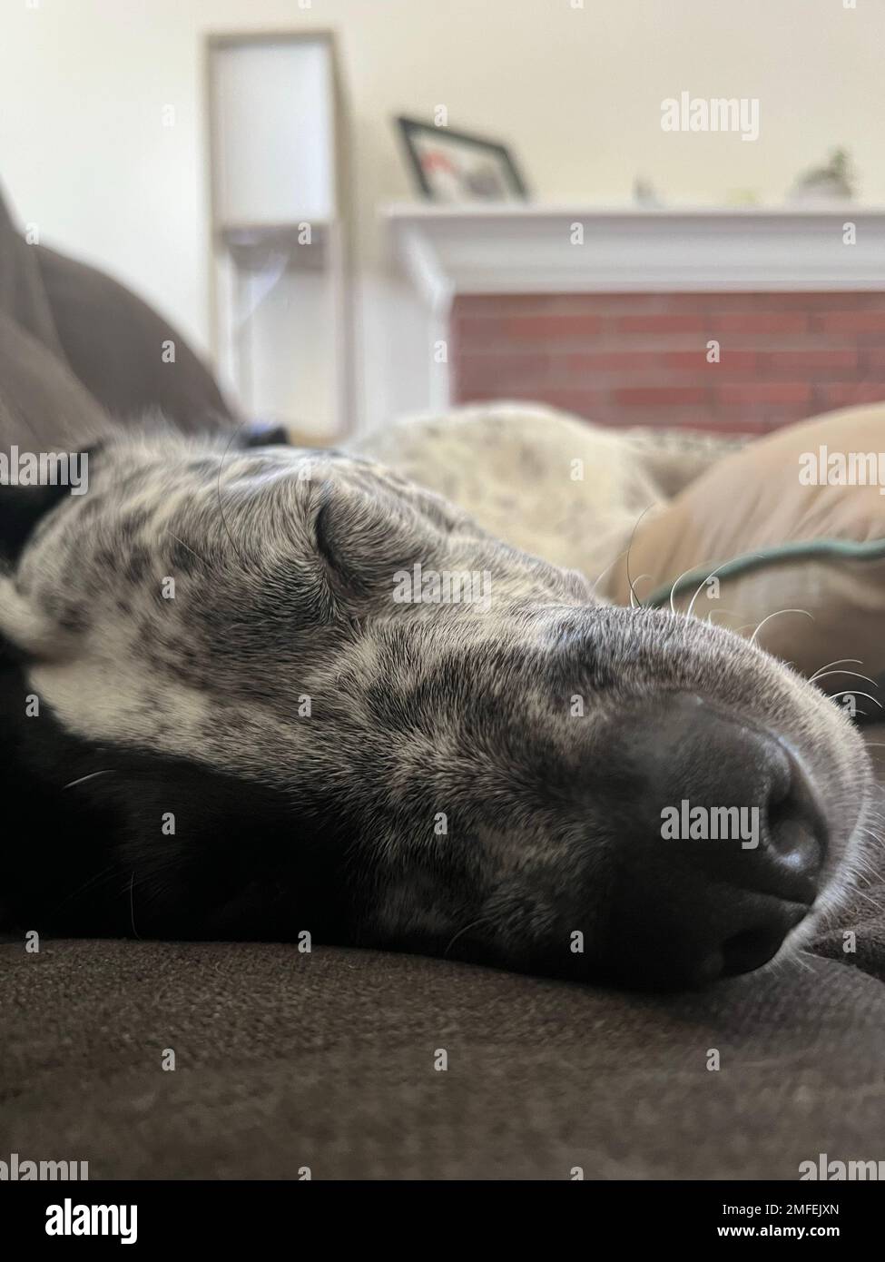 A vertical closeup of a gray Whippet dog sleeping on a sofa Stock Photo ...