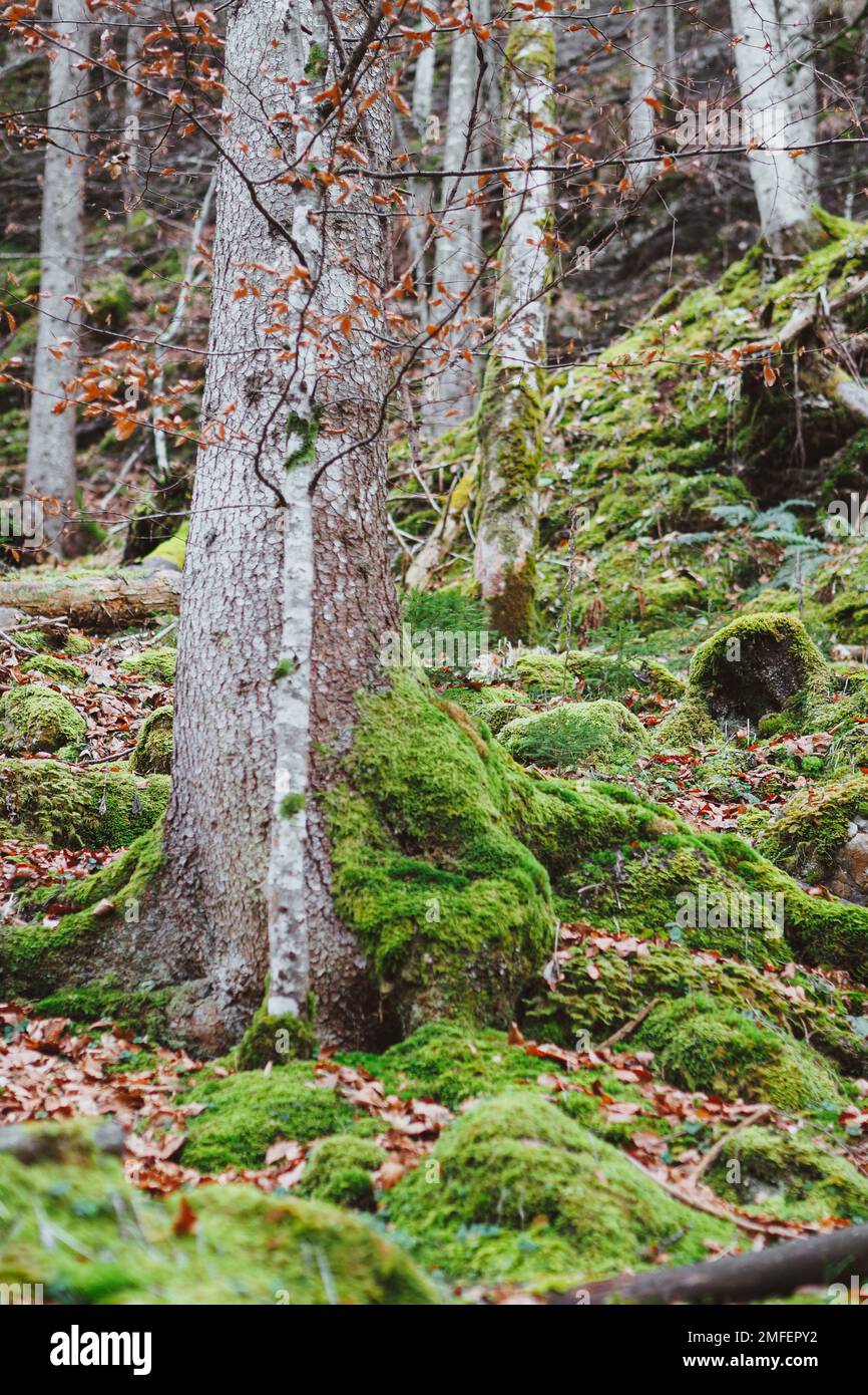 A vertical shot of the mossy tree trunks in the forest Stock Photo - Alamy