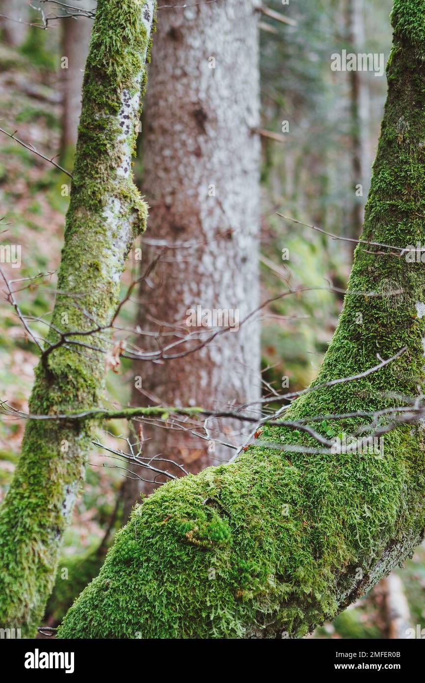A vertical shot of the mossy tree trunks in the forest Stock Photo - Alamy