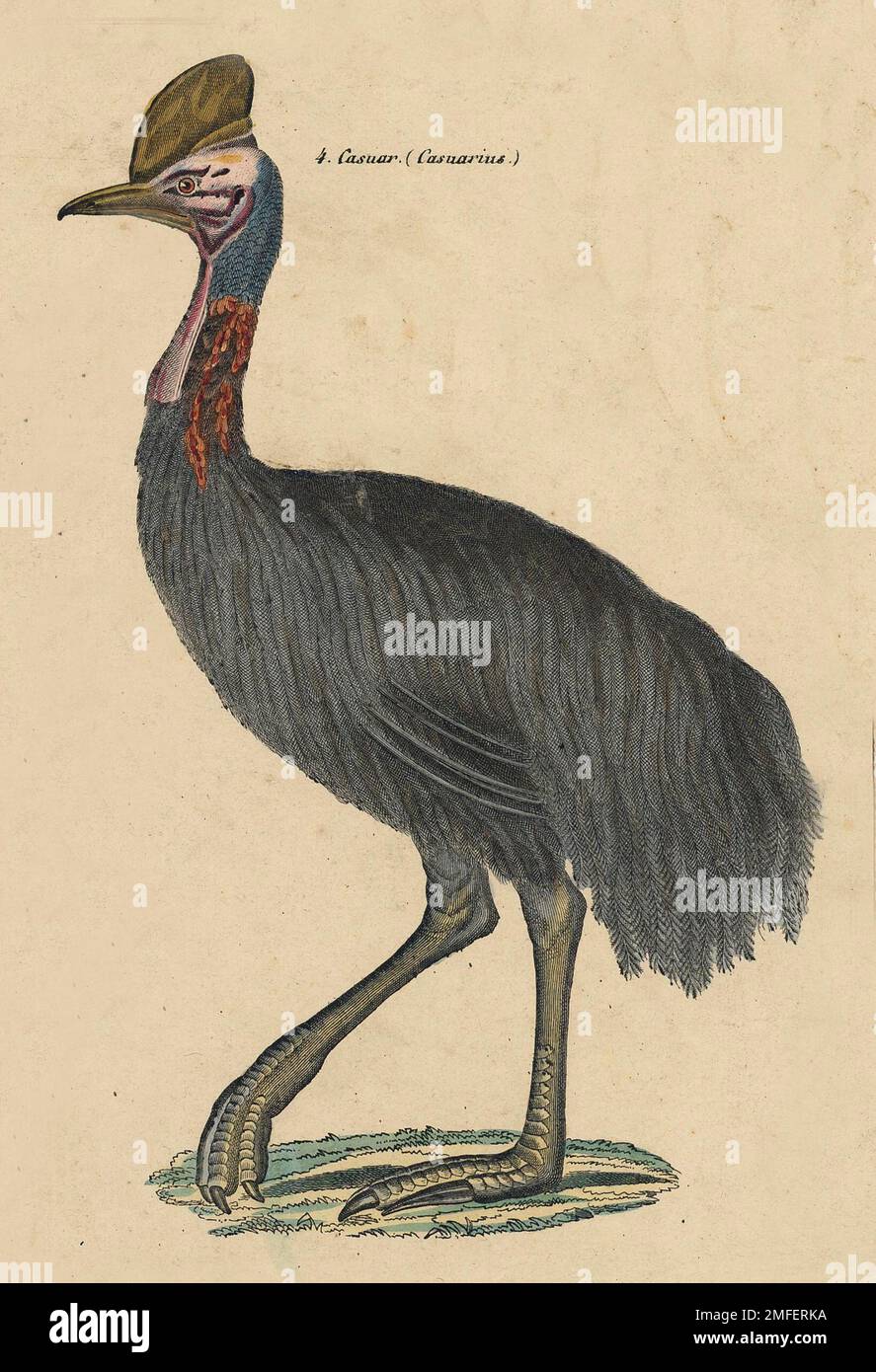 southern cassowary Casuarius casuarius, Lorenz Oken (, ), Helmkasuar ...