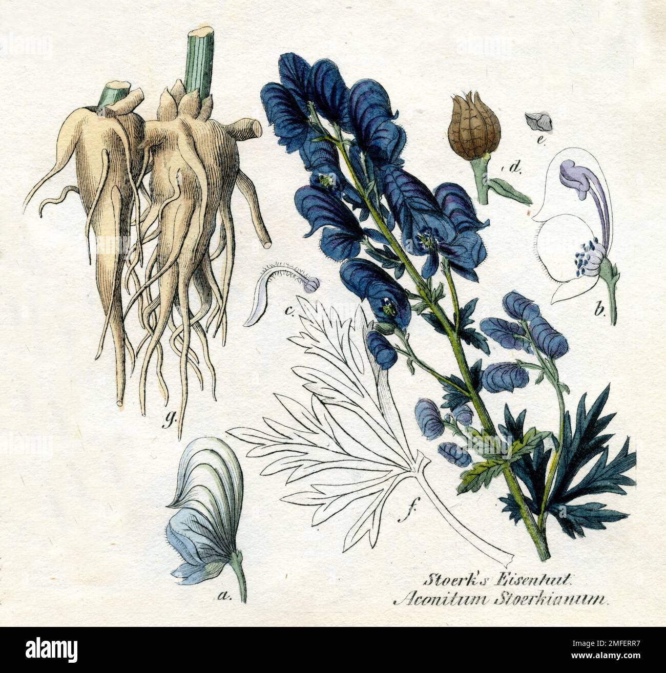 monk's-hood Aconitum napellus, (botany book, 1850), Blauer Eisenhut ...