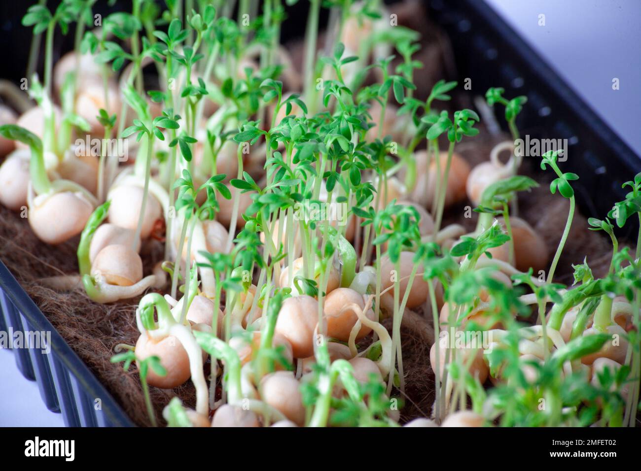 Close-up of peas microgreens with seeds and roots. Sprouting ...