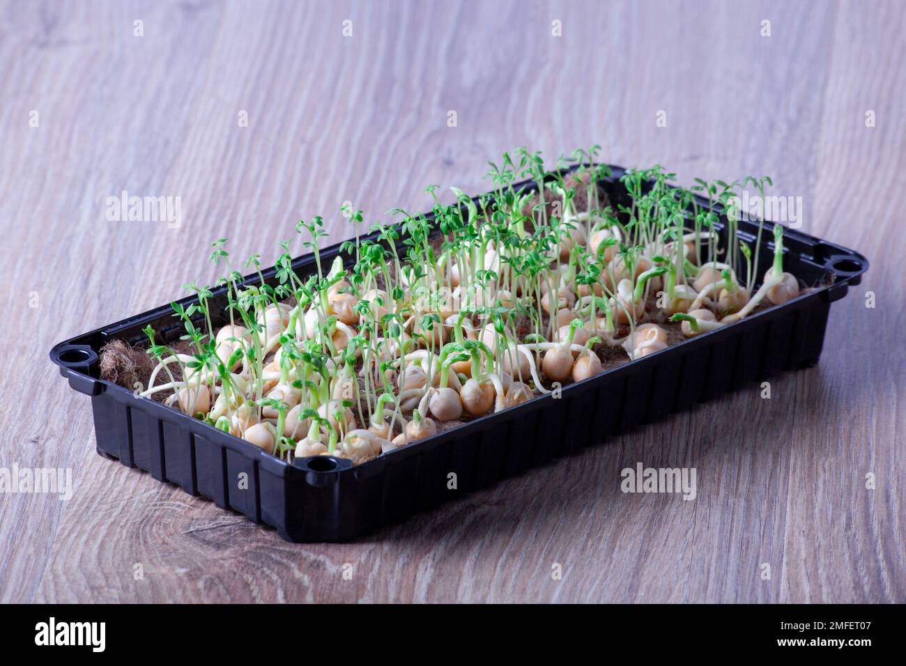 Close-up of peas microgreens with seeds and roots. Sprouting ...