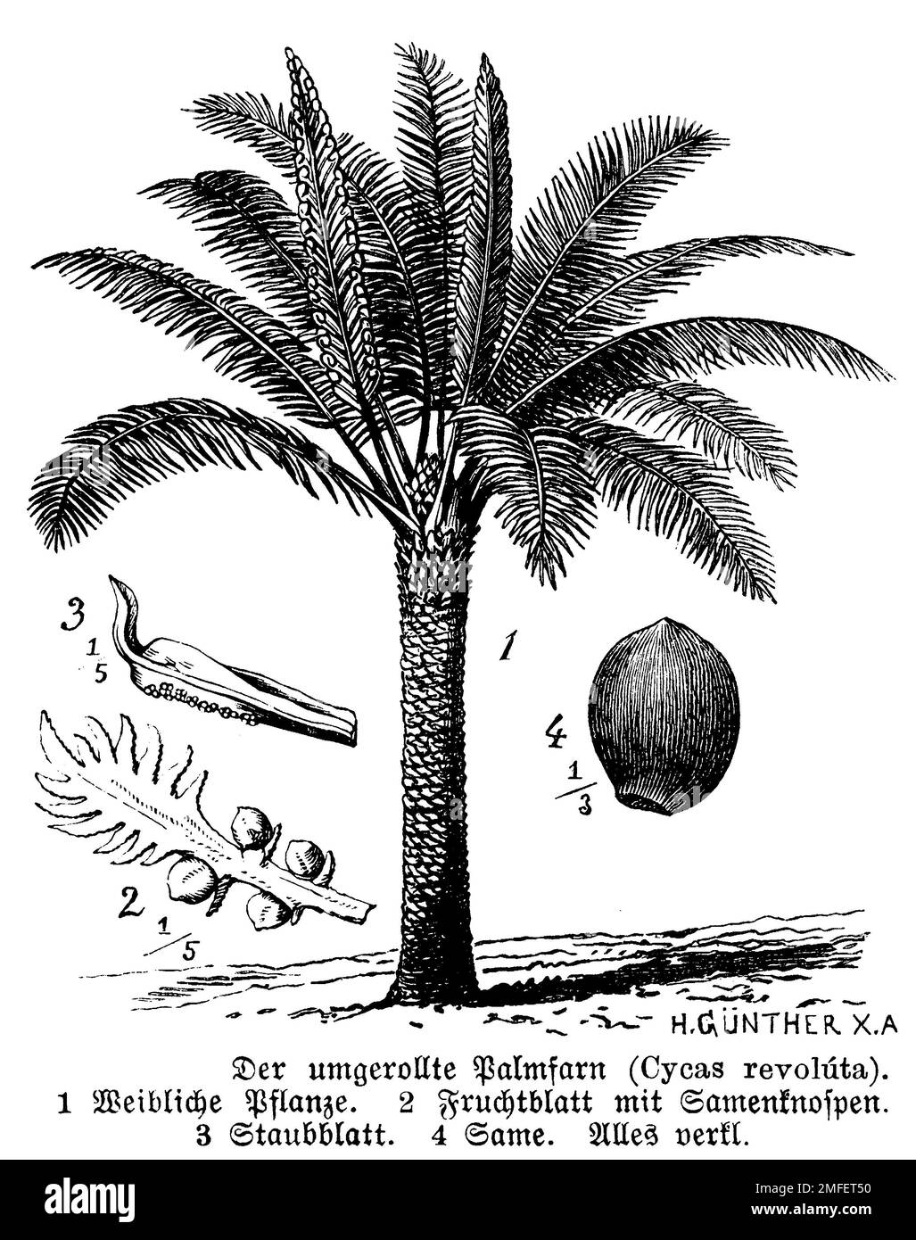 sago palm, Cycas revoluta, H. Günther (botany book, 1888), Japanischer ...