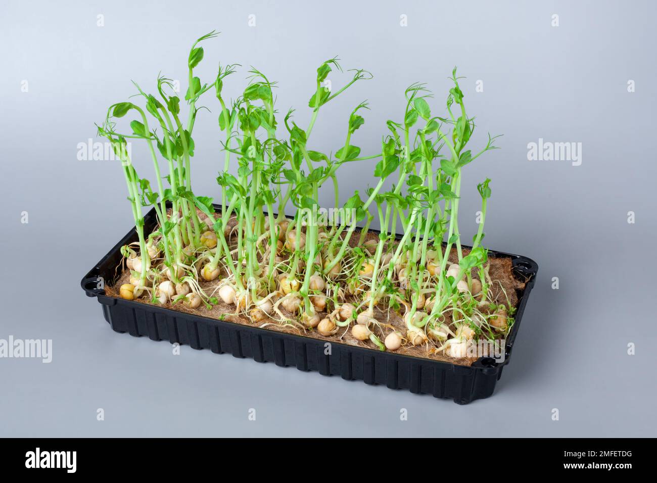 Close-up of peas microgreens with seeds and roots on gray background ...