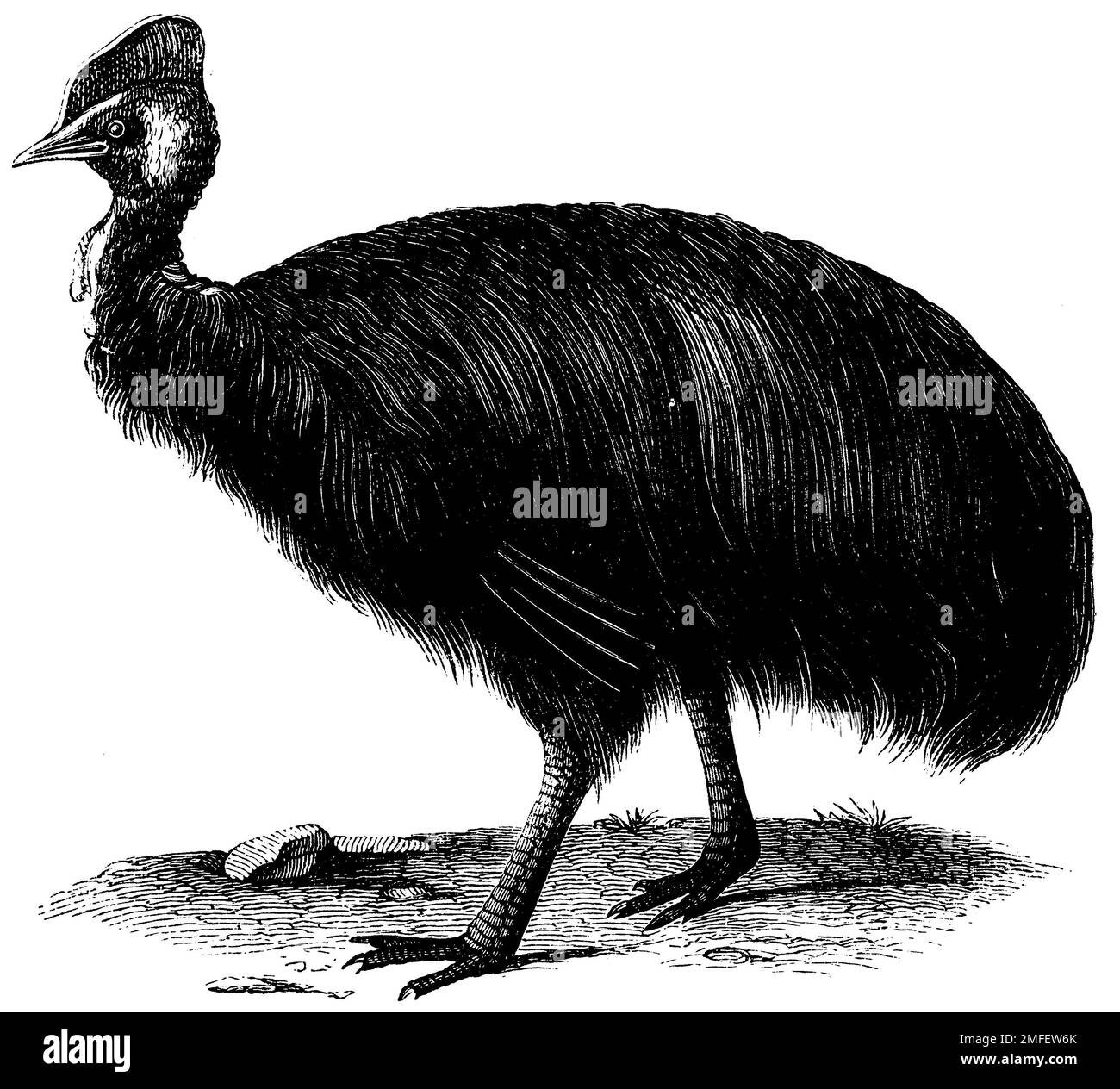 southern cassowary, Casuarius casuarius, anonym (biology book, 1882 ...
