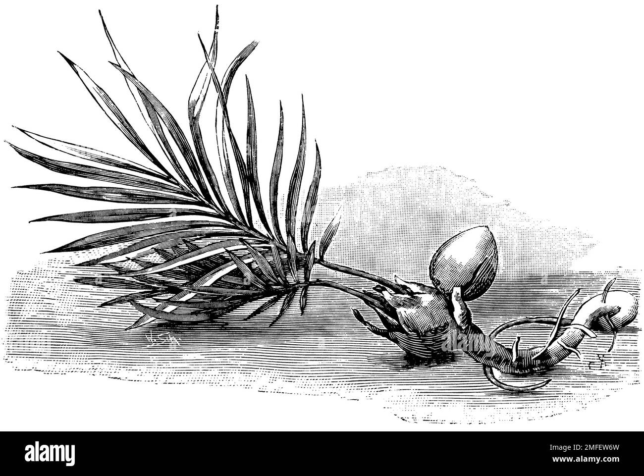 sago palm, seedling, Cycas revoluta, (botany book, 1907), Japanischer ...