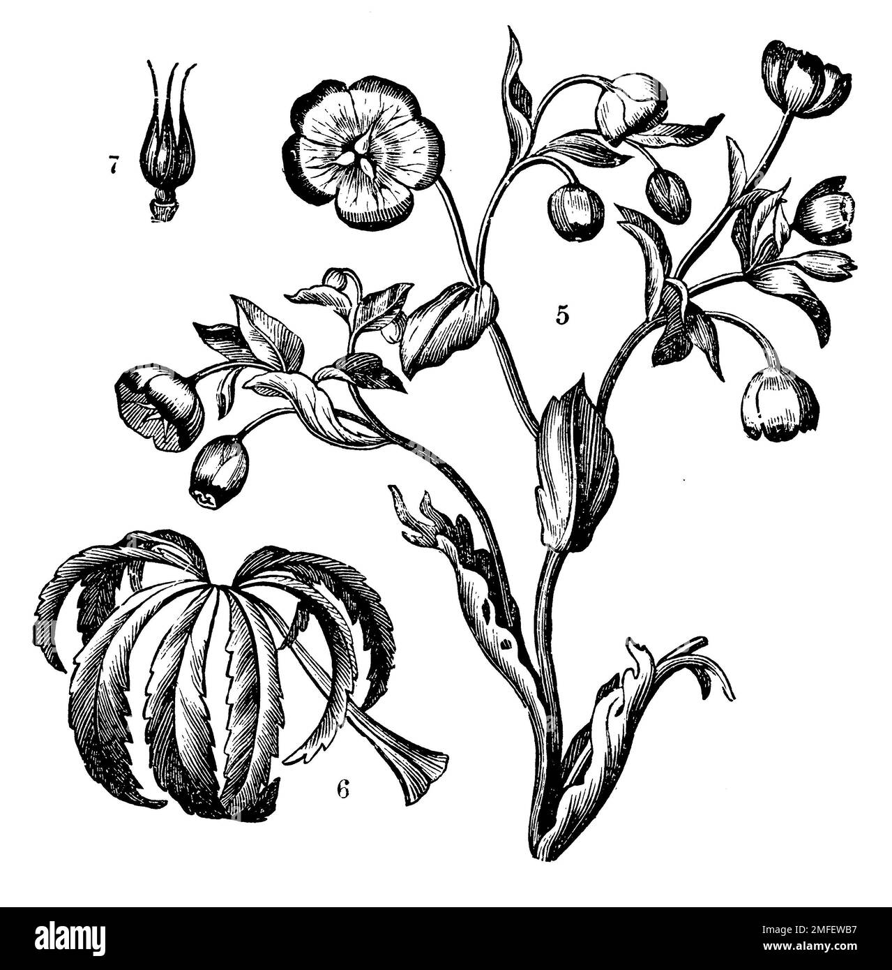 Stinking hellebore Black and White Stock Photos & Images - Alamy