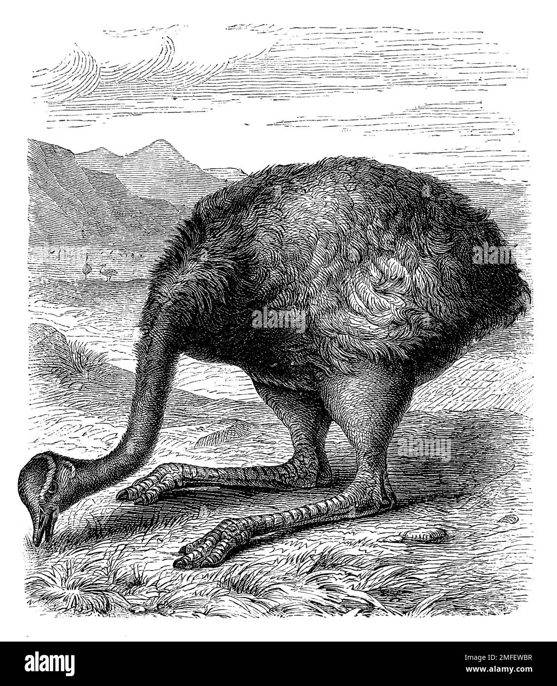 Greater Rhea, Rhea americana, Nandu (encyclopedia, 1889), Nandu, Nandou ...