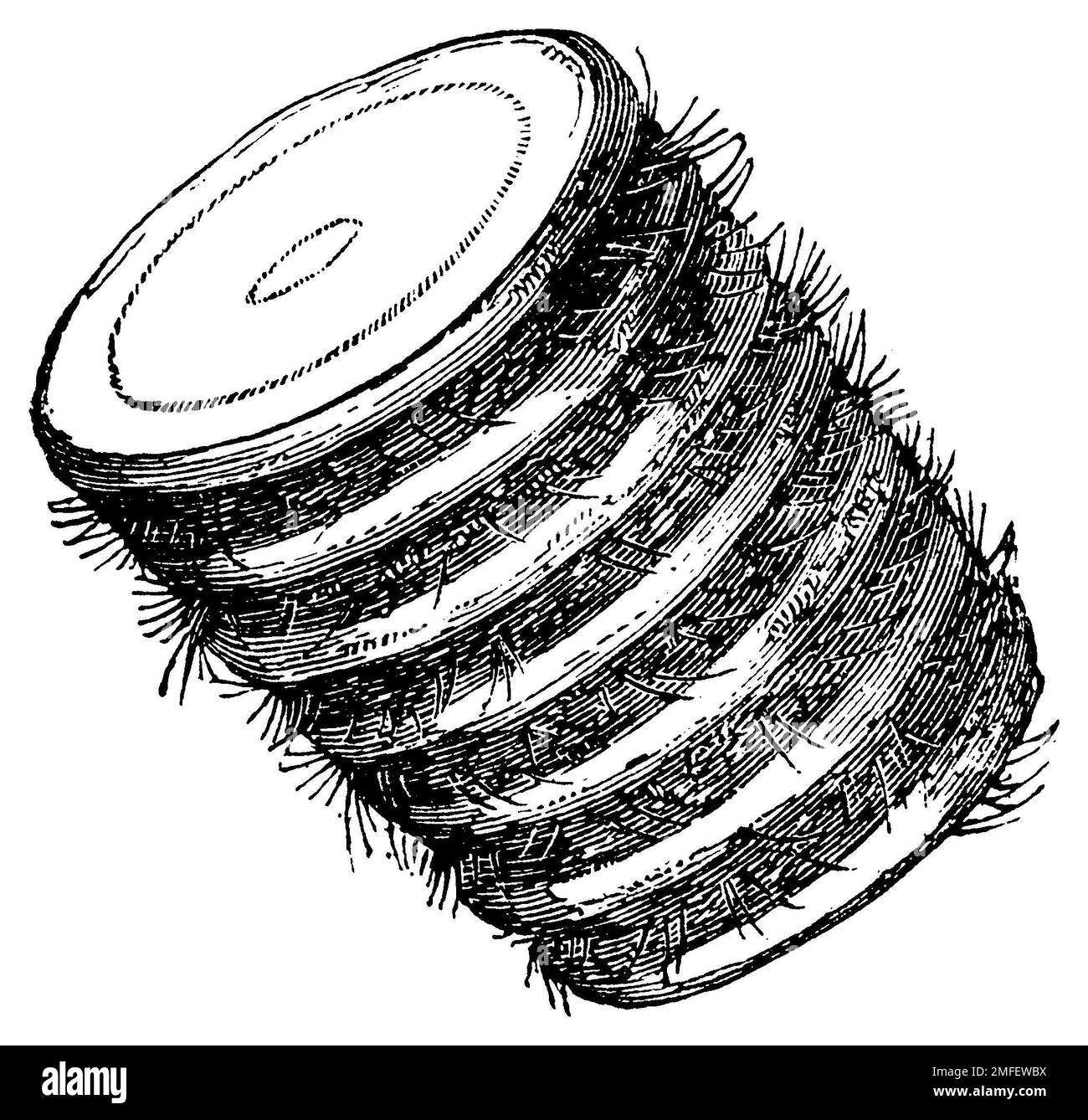 sago palm, Cycas revoluta, (geography book, 1879), Japanischer ...