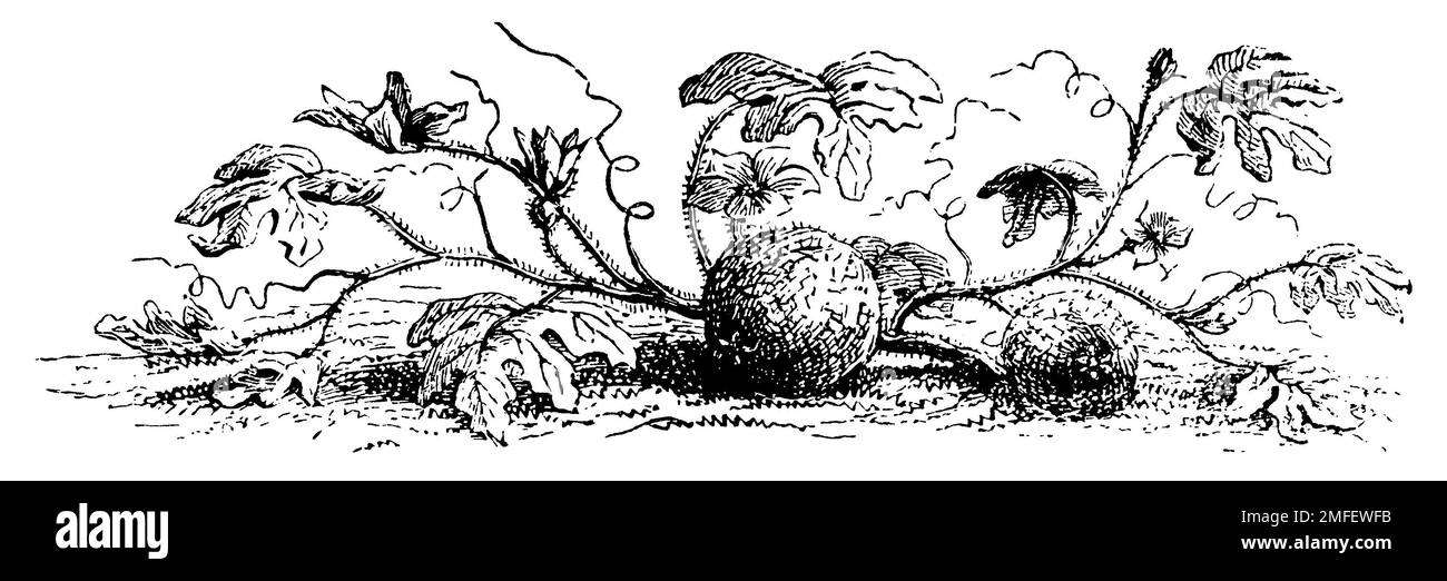 Botanical illustration of cucumber hi-res stock photography and images ...