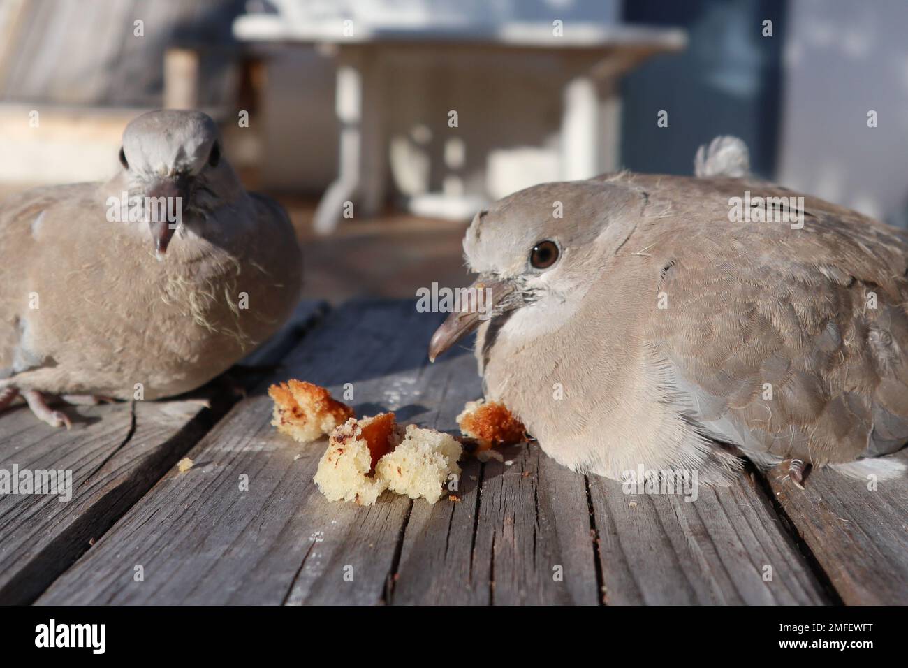 Young collared dove hi-res stock photography and images - Alamy