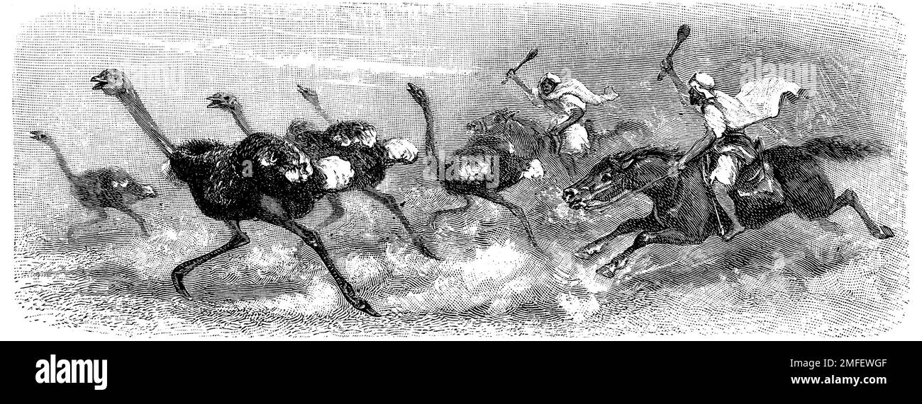 ostrich or common ostrich, hunting ostriches, Struthio camelus ...