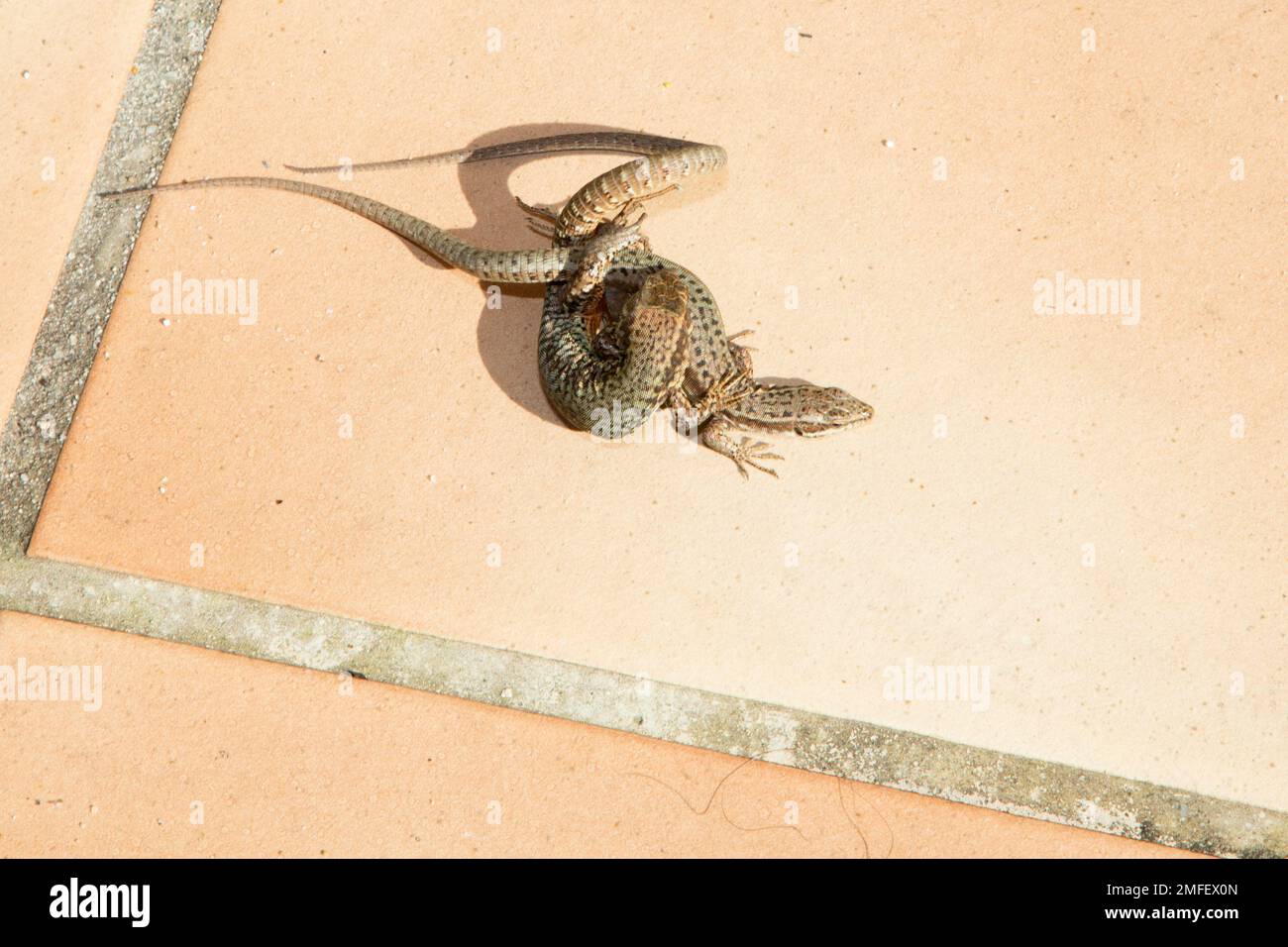 two lizard fight outdoor terrace spring day lizards mating behavior fighting Stock Photo - Alamy