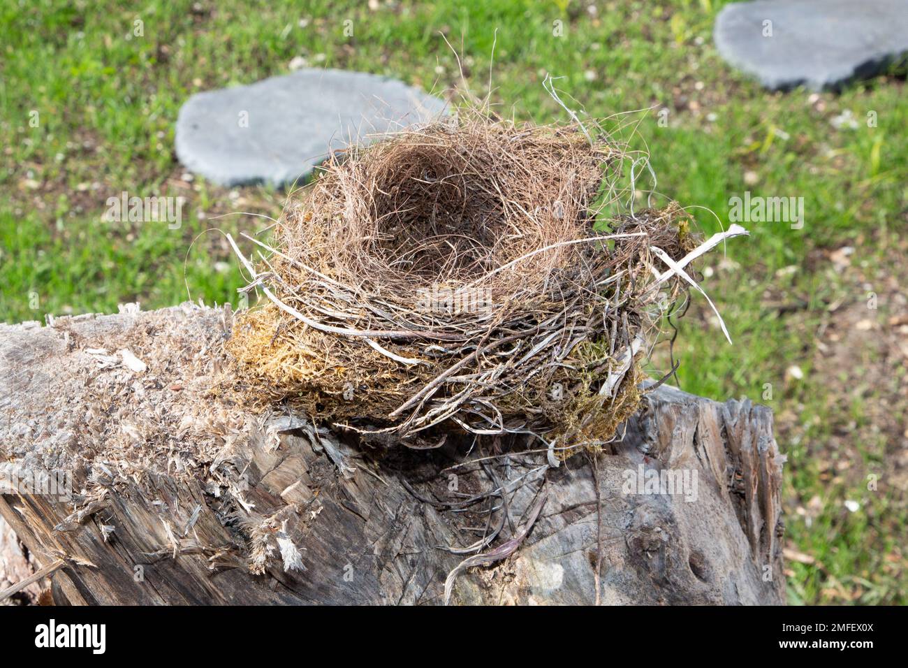 Empty bird nest in garden made from dry grass Stock Photo - Alamy