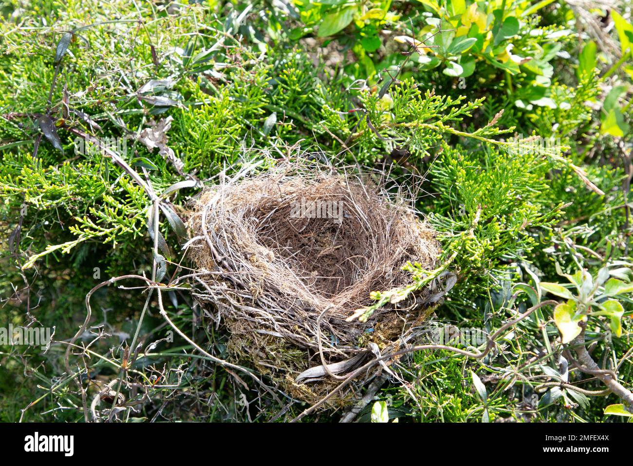 Thrush nest ivy hi-res stock photography and images - Alamy