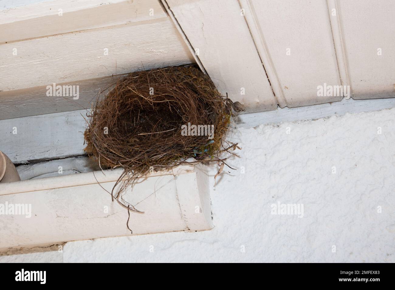 nest bird under the roof home Stock Photo - Alamy