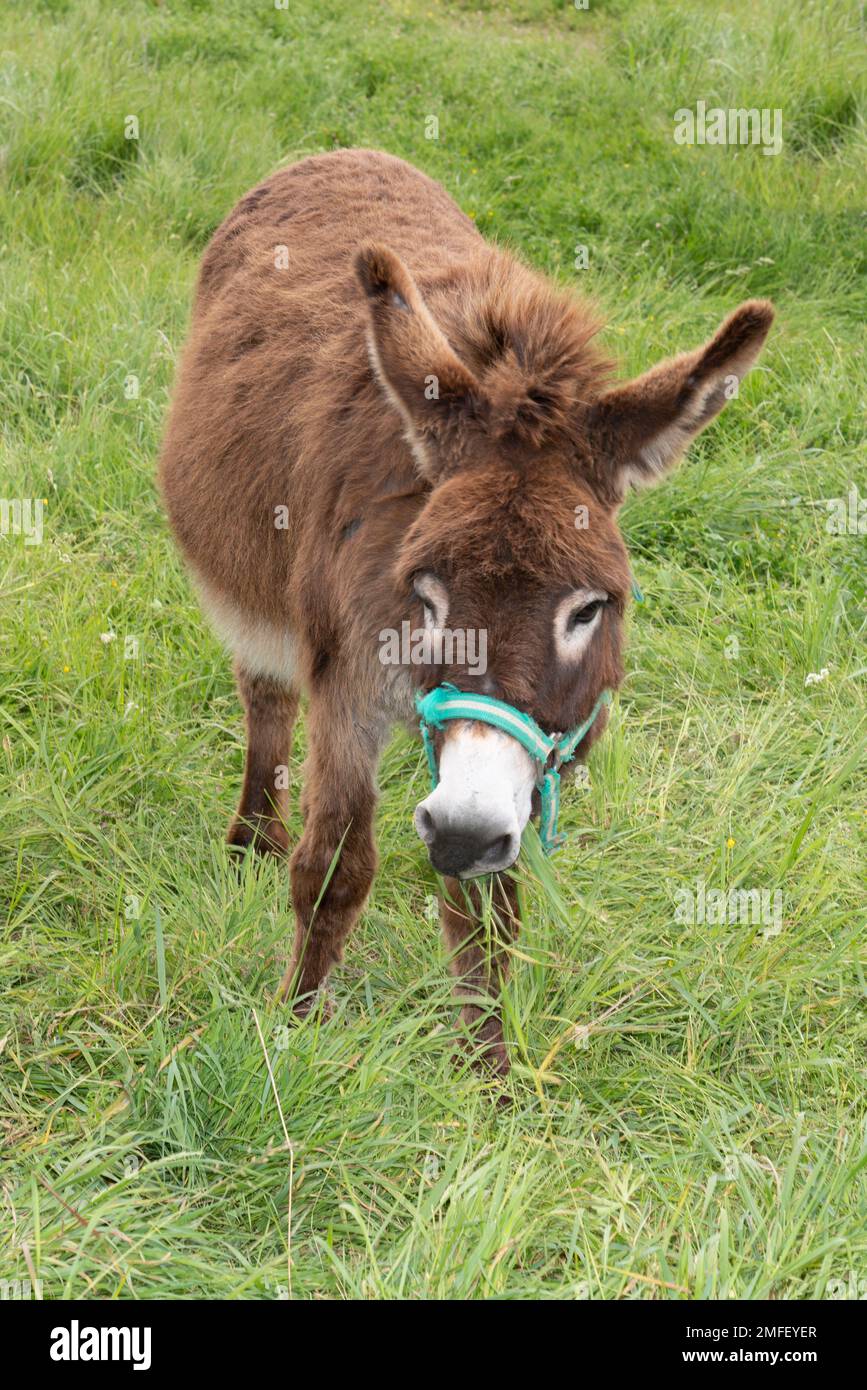 Poitou donkey portrait hi-res stock photography and images - Alamy