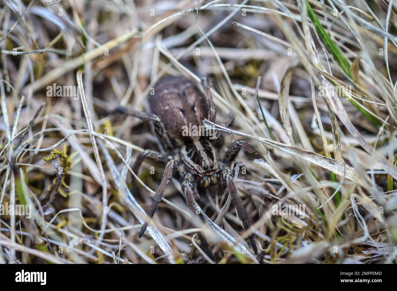 Single female of the wolf spider (latin name: Hogna radiata) in grass ...