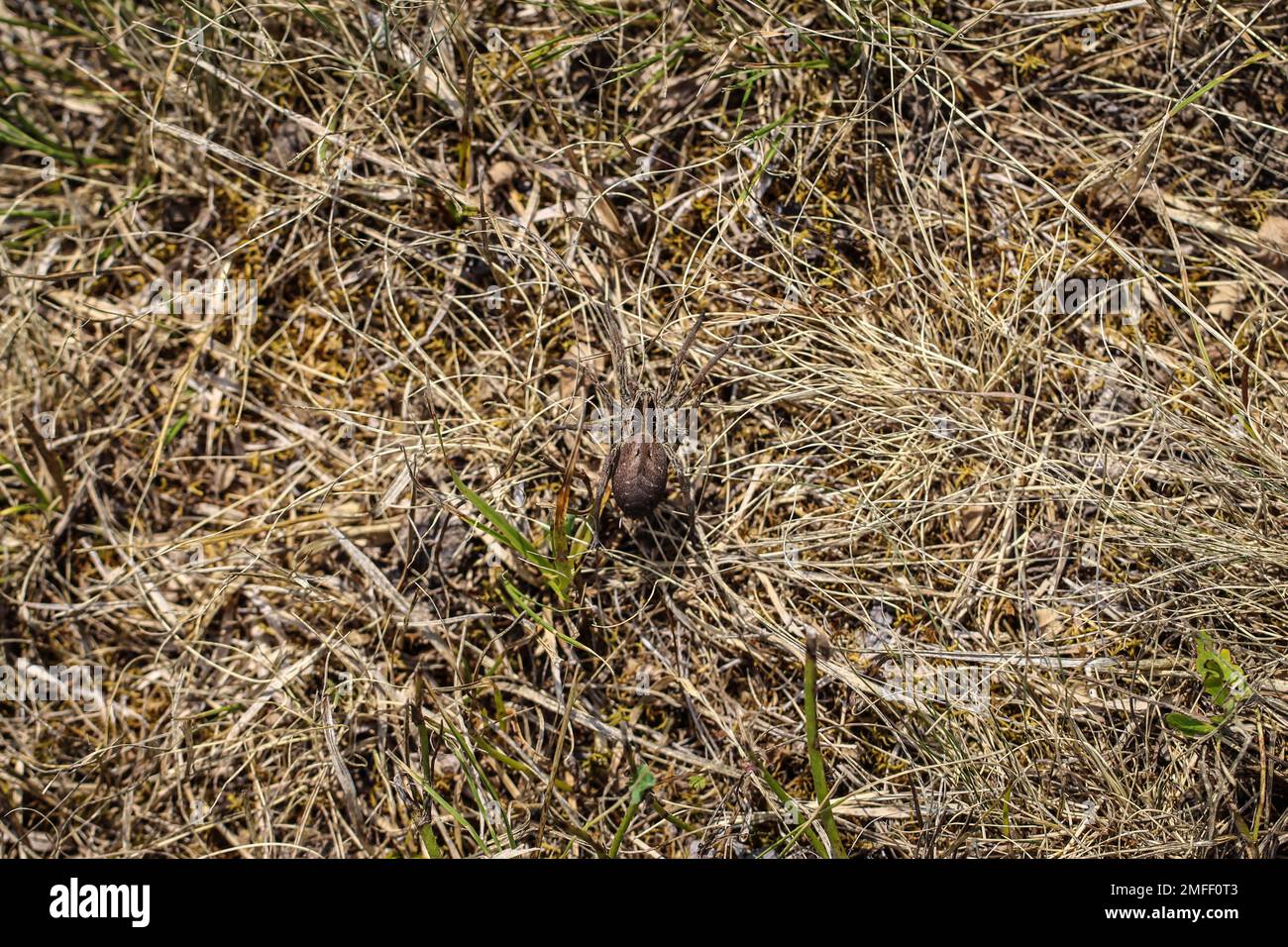 Single female of the wolf spider (latin name: Hogna radiata) in grass ...