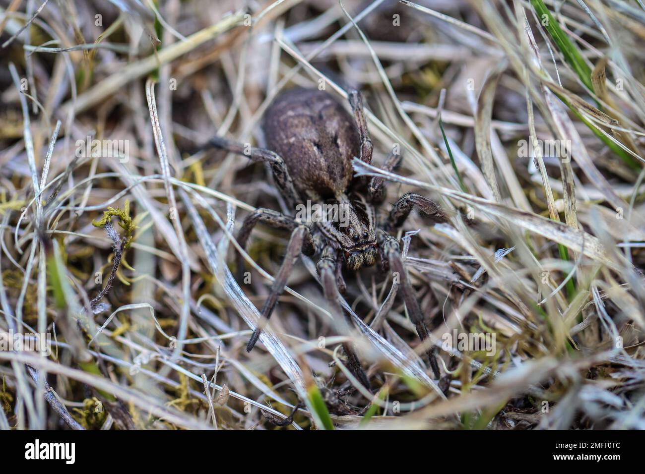 Single female of the wolf spider (latin name: Hogna radiata) in grass ...