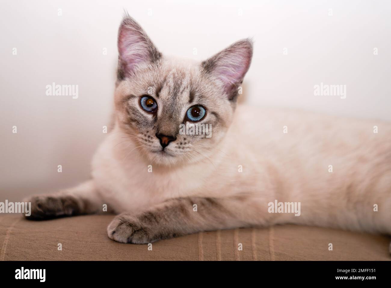 Siamese cat portrait on couch at home Stock Photo - Alamy