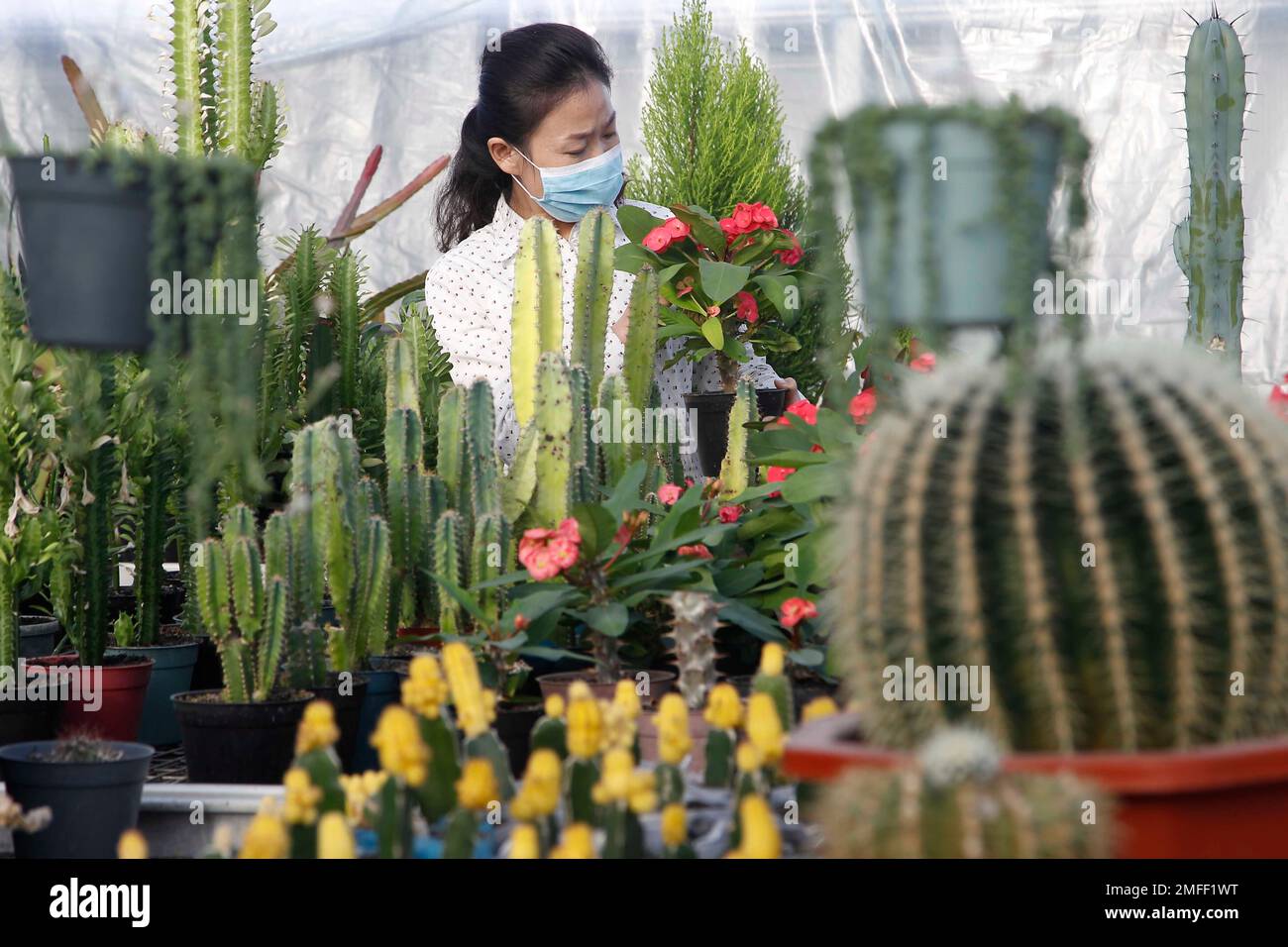 Researchers of the Pyongyang Floriculture Institute research and ...