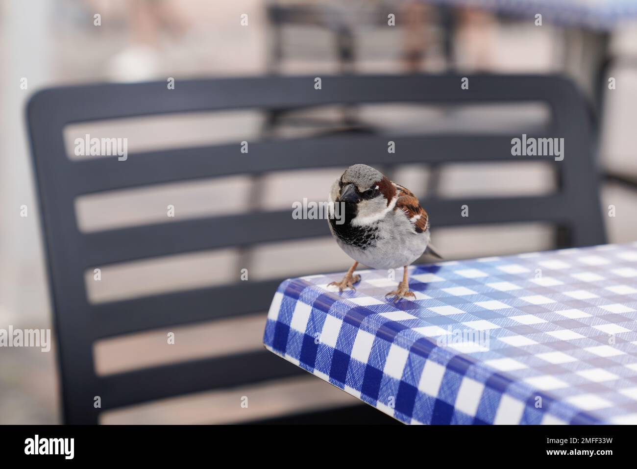 Blue bird bar and restaurant hi-res stock photography and images - Alamy