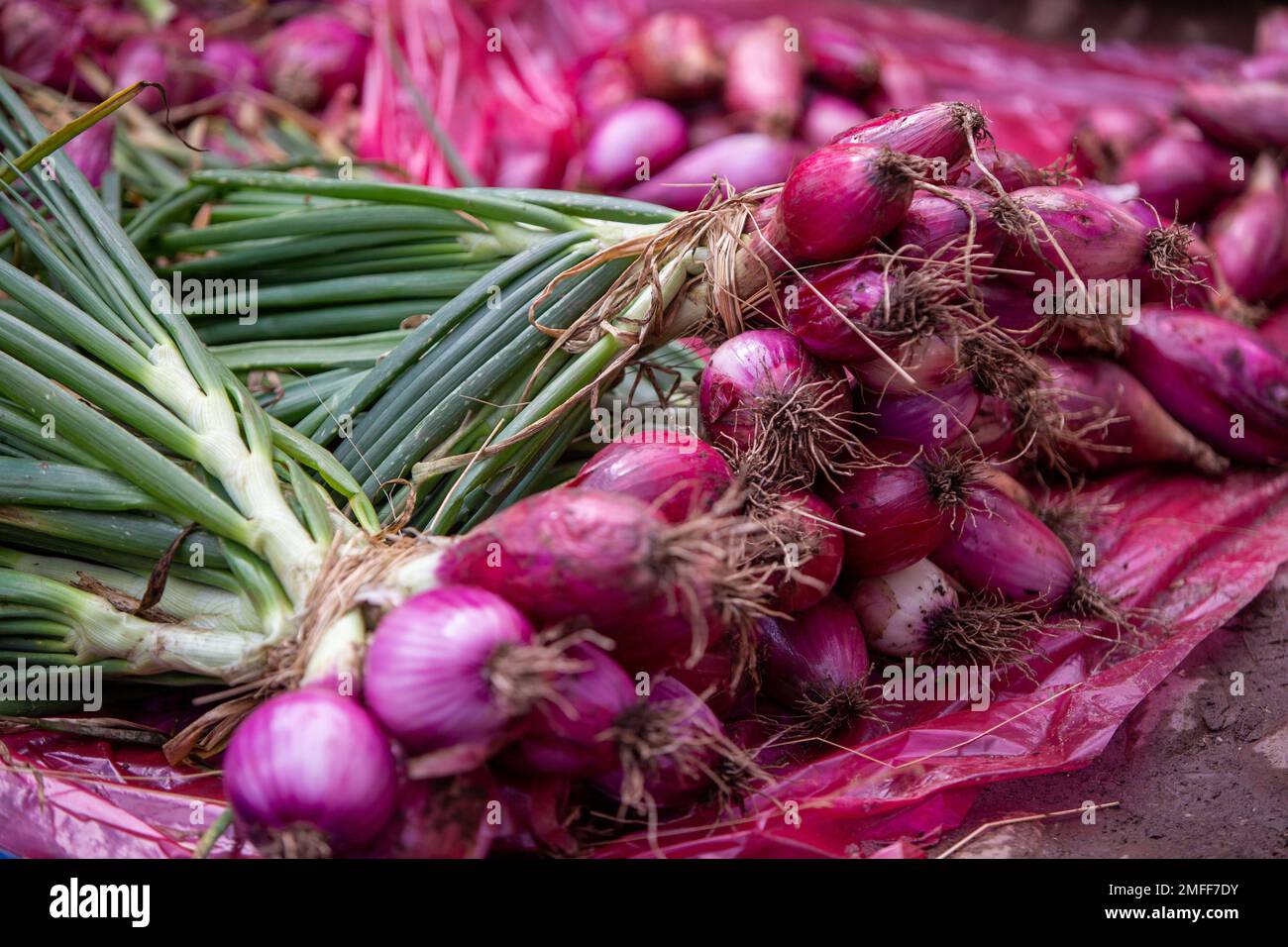 Welsh onion also known as bunching onion Stock Photo - Alamy