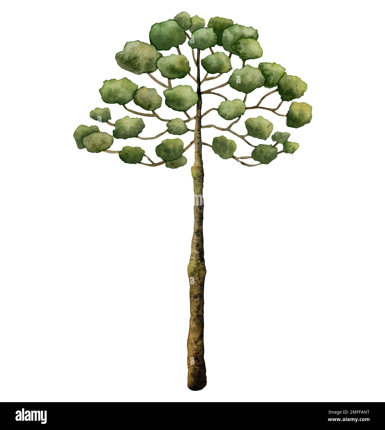 Watercolor Araucaria tree from ancient dinosaur era. Hand drawn Norfolk ...