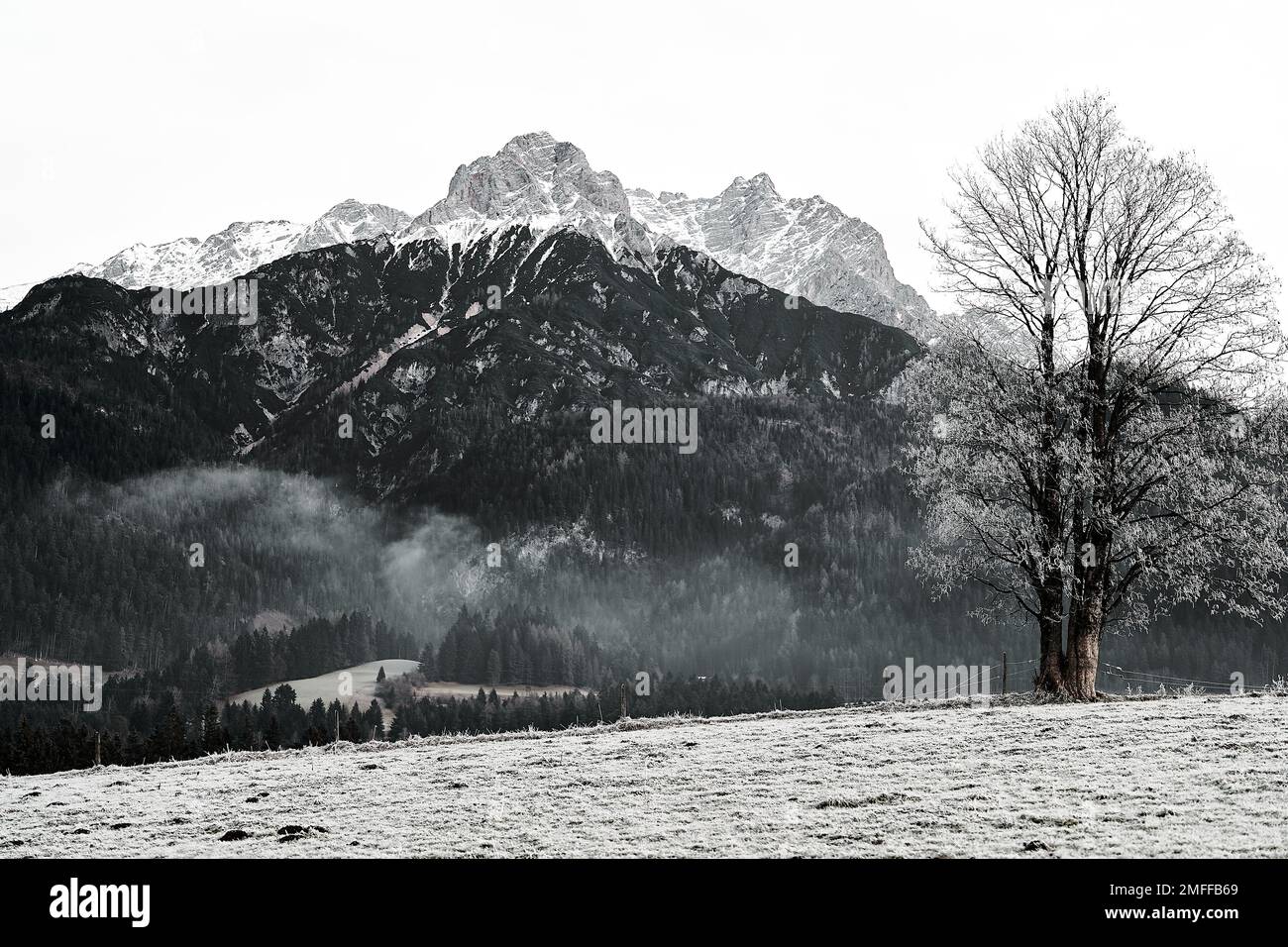 A scenic view of a tree against a mountain covered with forest Stock ...