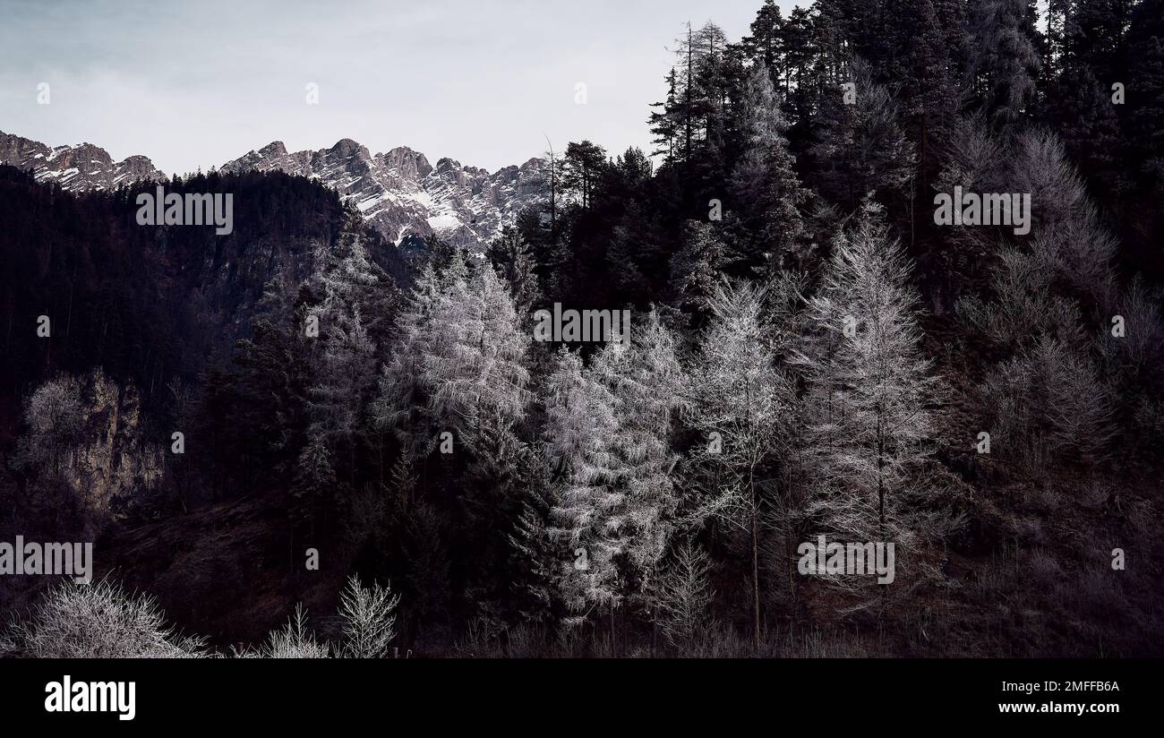 A scenic view of a mountain range covered with forest in grayscale ...