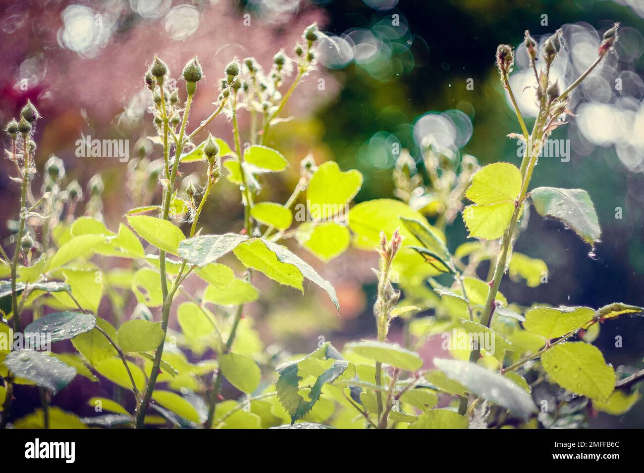 Close up rose flower buds concept photo Stock Photo - Alamy