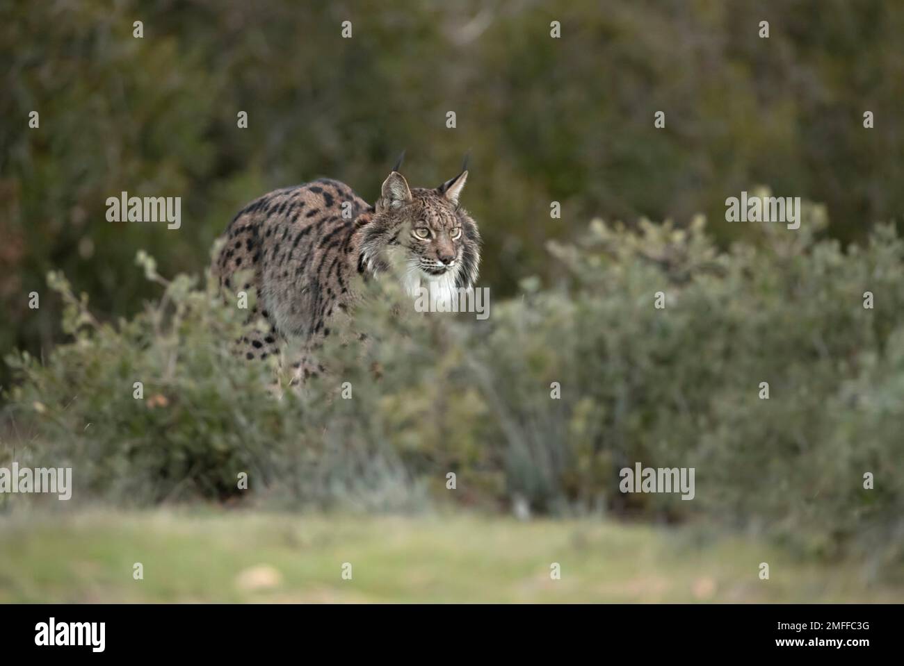 Adult male Iberian lynx in a Mediterranean oak forest with the first ...