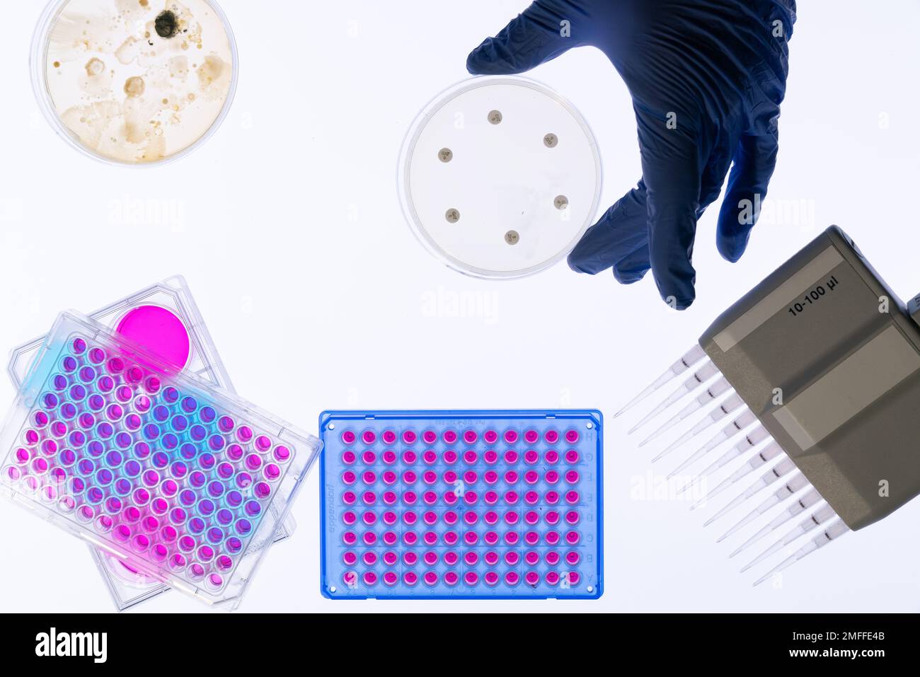 96 well plate in the laboratory of experimental genetics of the ...