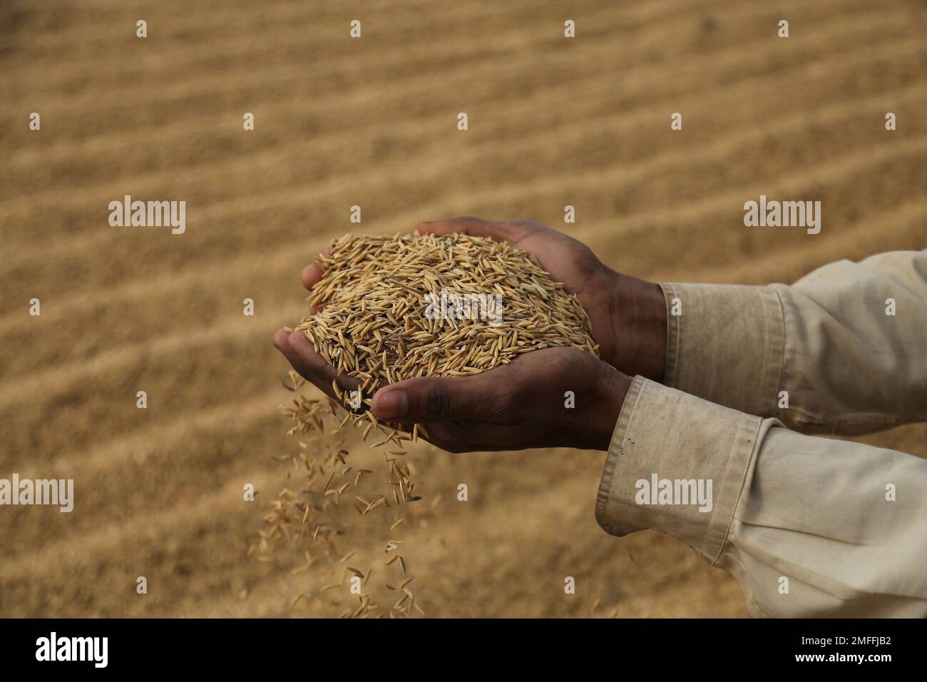An Indian laborer dries rice crop on the outskirts of Jammu, India ...