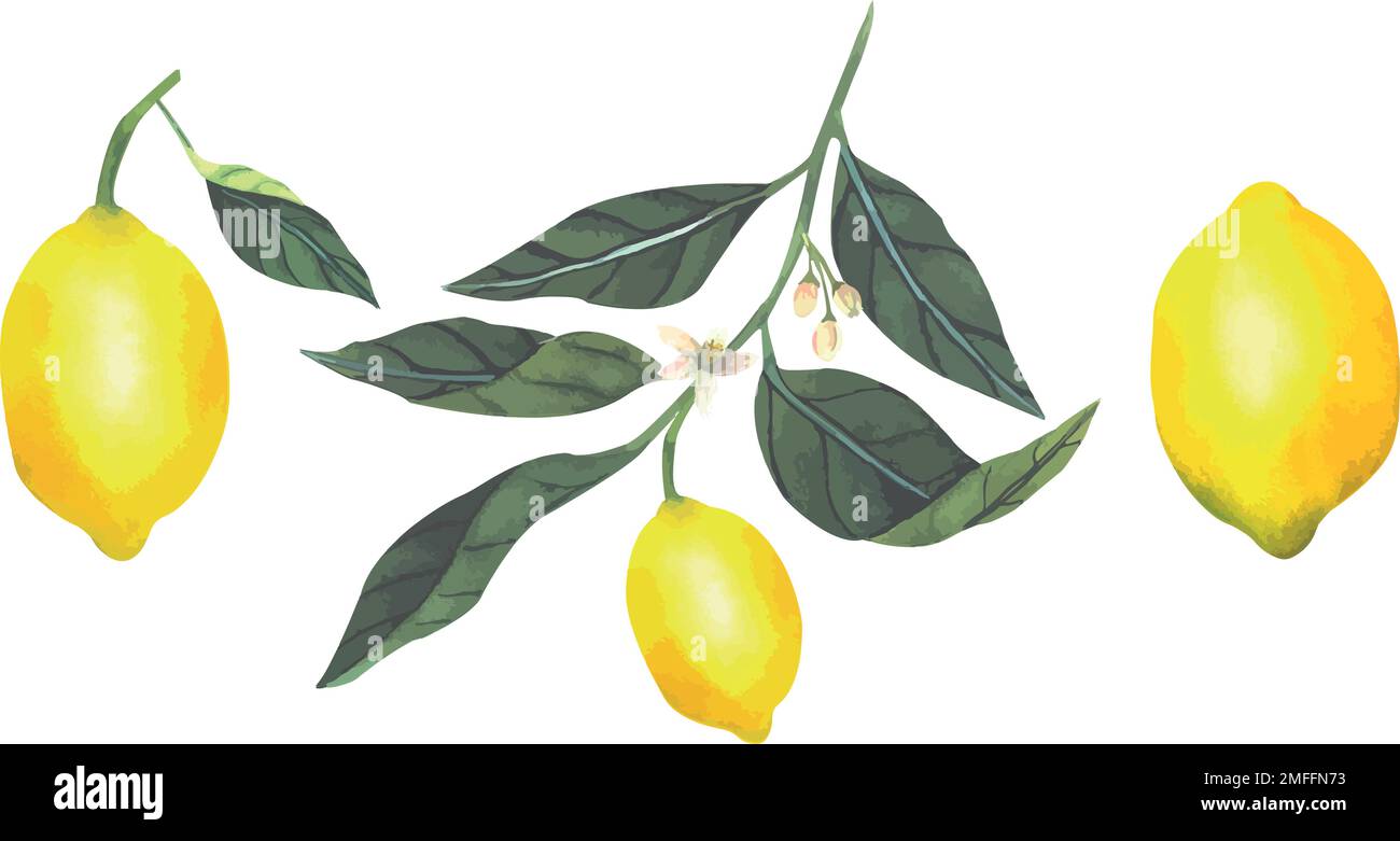 Vector illustration of juicy lemons, slices and whole bright yellow ...