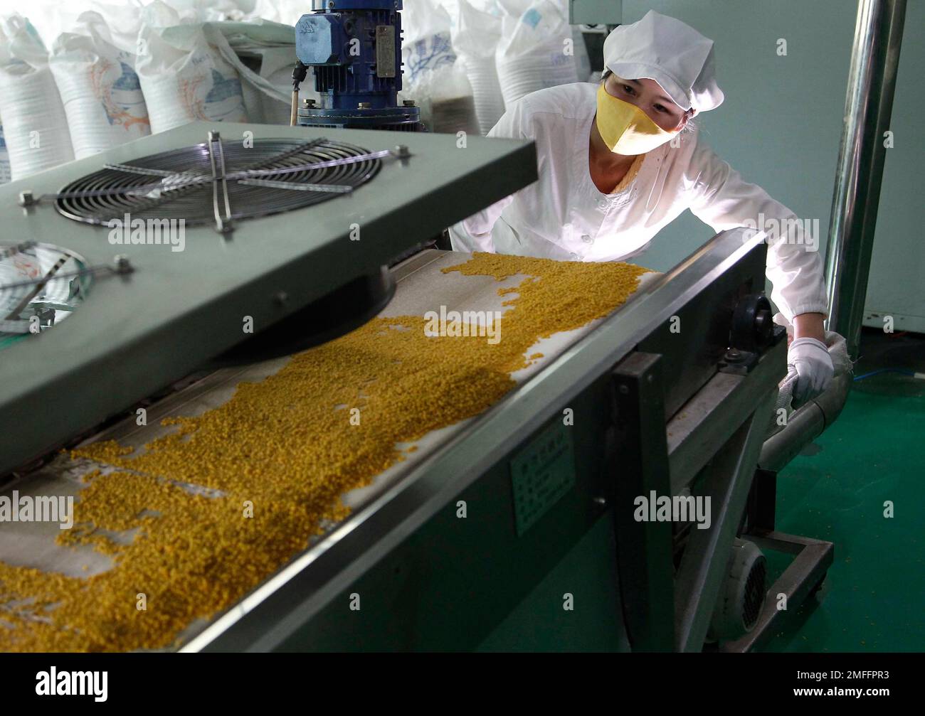 An employee of the Pyongyang Corn Processing Factory watches corn ...