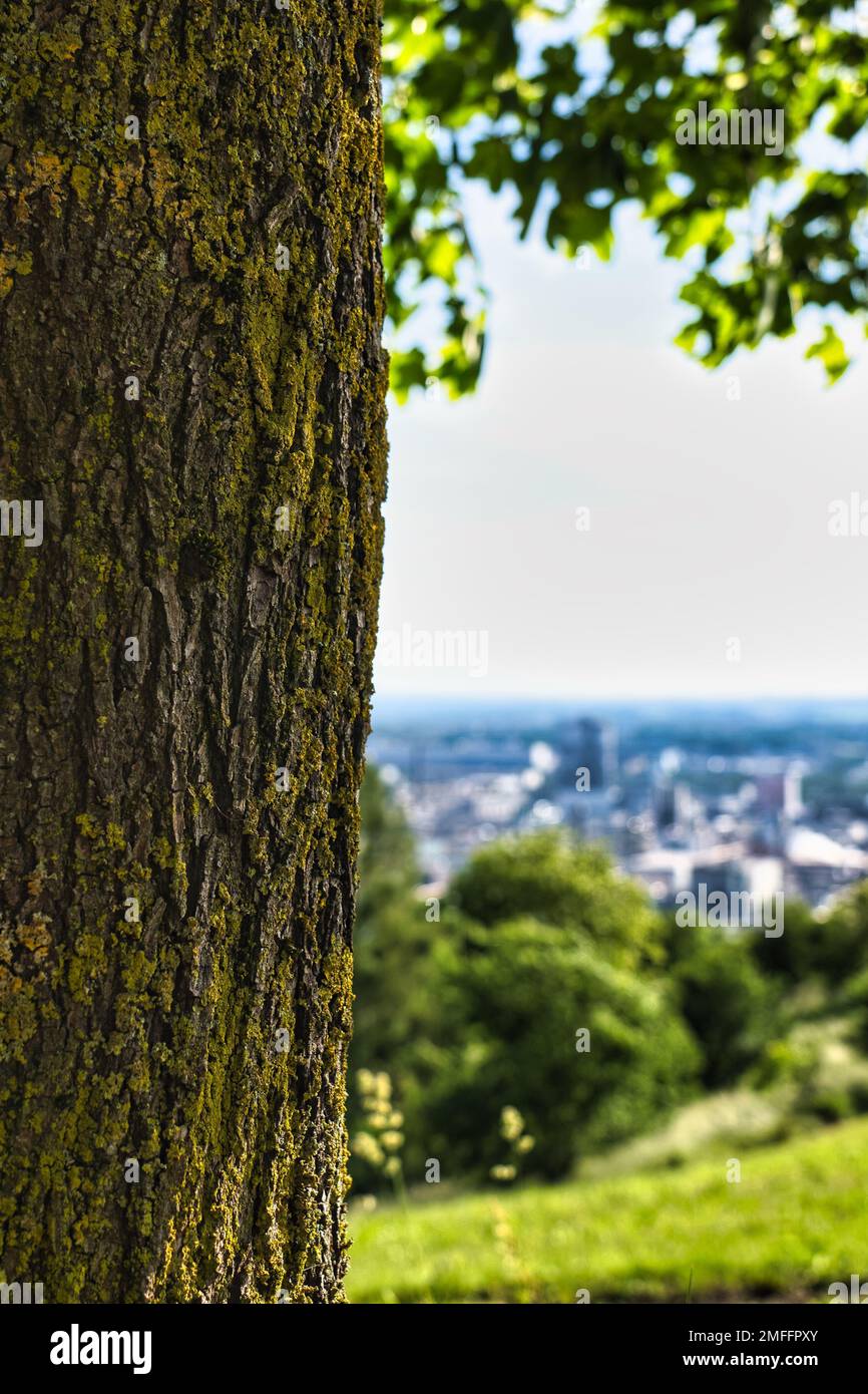 A closeup of tree bark Stock Photo - Alamy