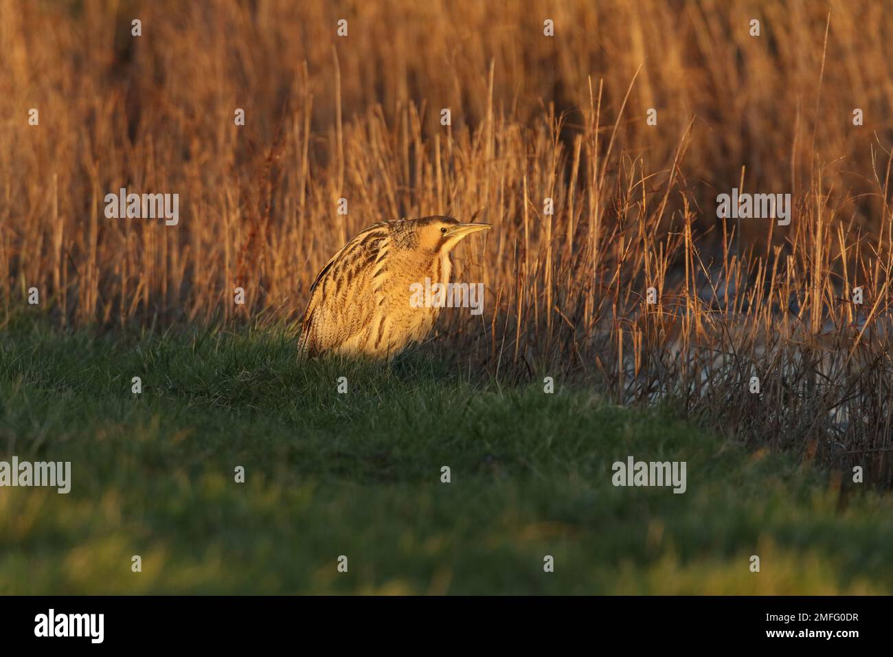 Rare bittern botaurus stellaris standing hi-res stock photography and ...