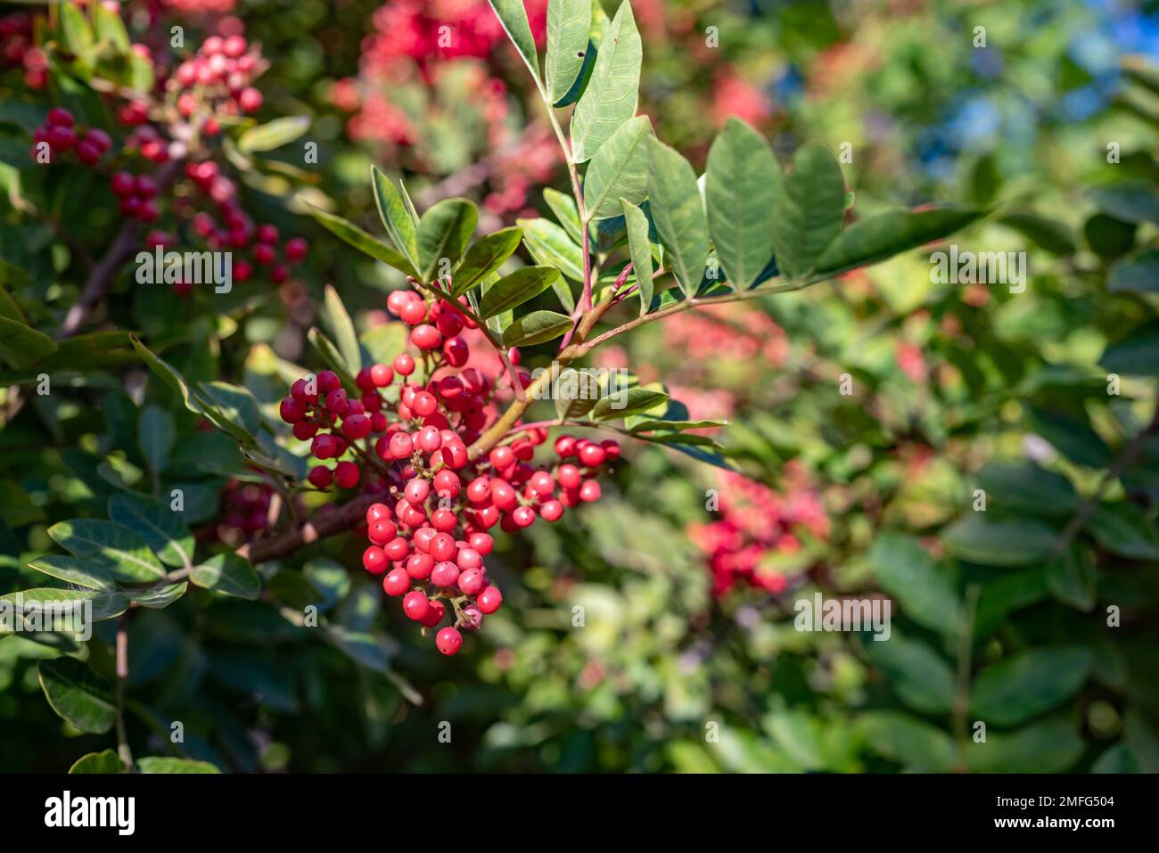 Red berries of Nandina domestica, heavenly bamboo or sacred bamboo ...