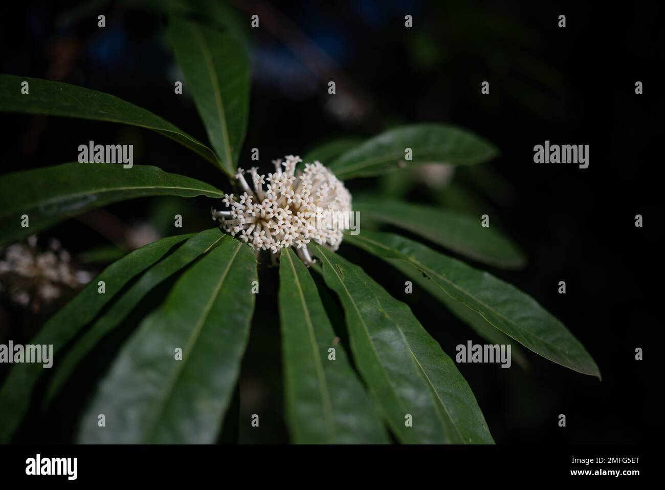 Pittosporum malaxanii hi-res stock photography and images - Alamy