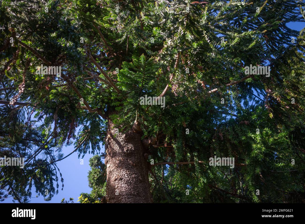 The cook pine (araucaria columnaris) hi-res stock photography and ...