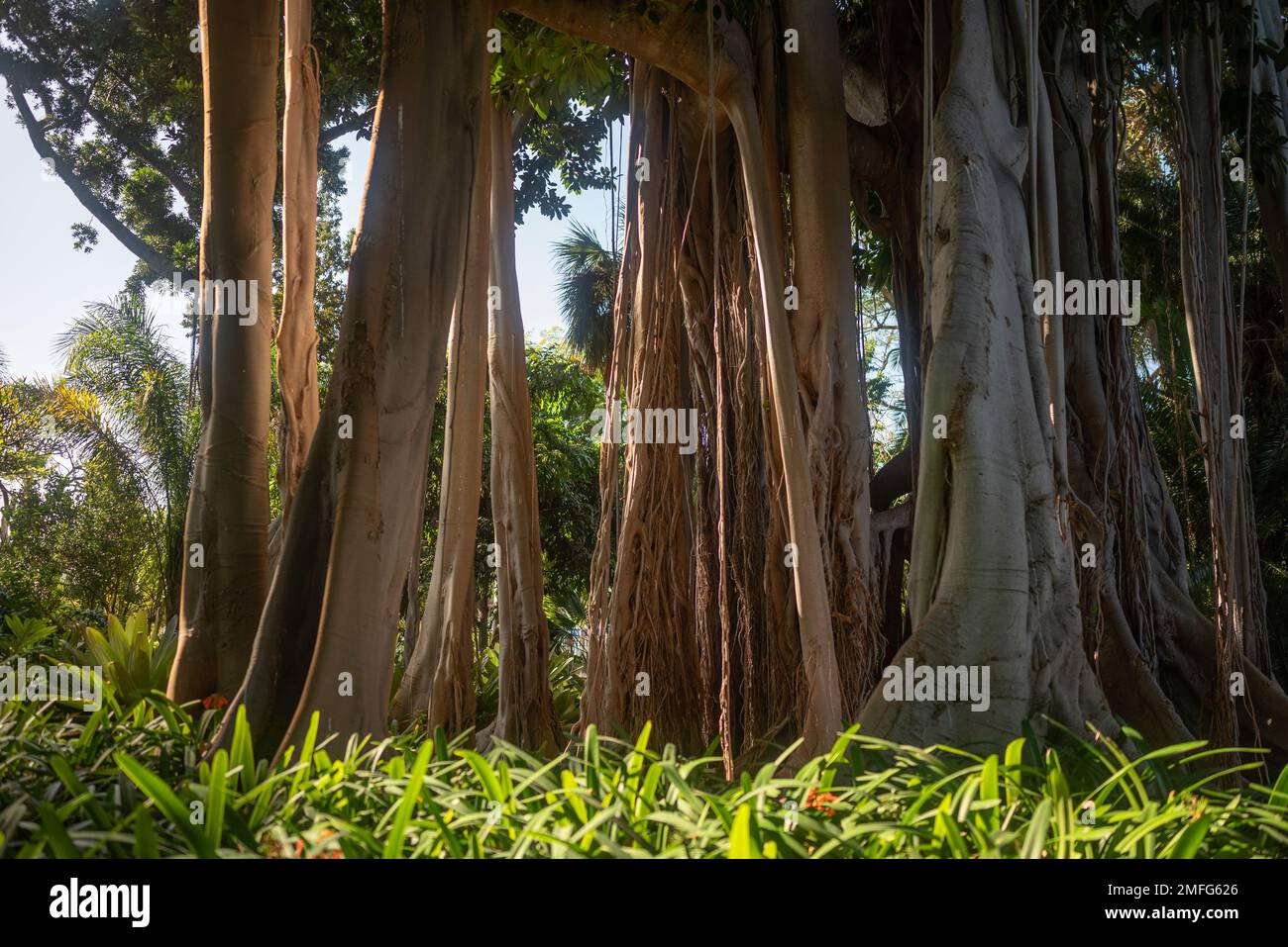 Ficus macrophylla f. columnaris, banyan tree or Lord Howe fig. Aerial ...