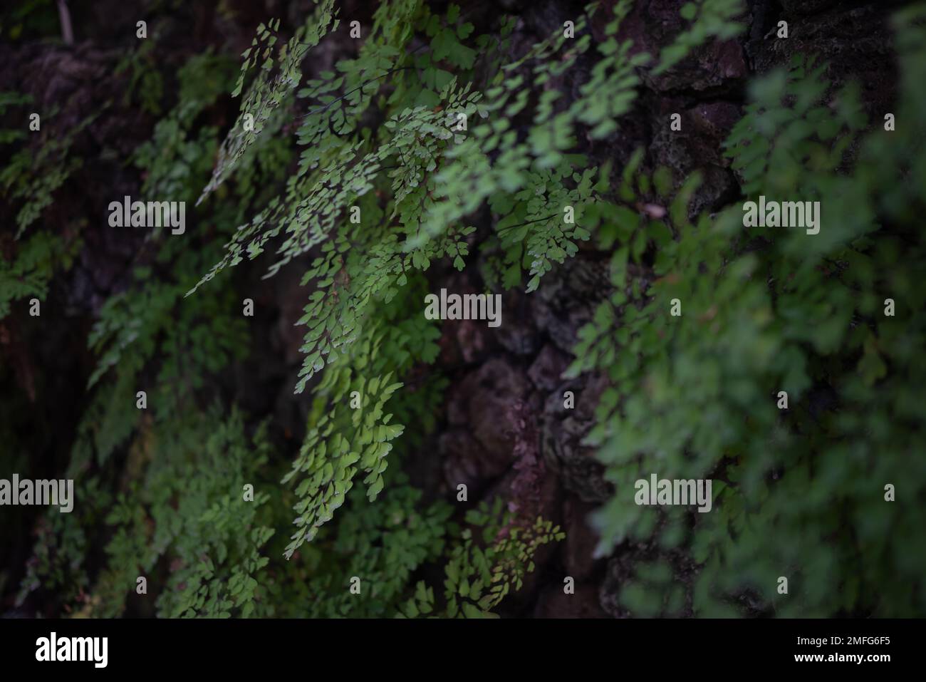 Mostly blurred Maidenhair fern texture. Green leaves background Stock ...
