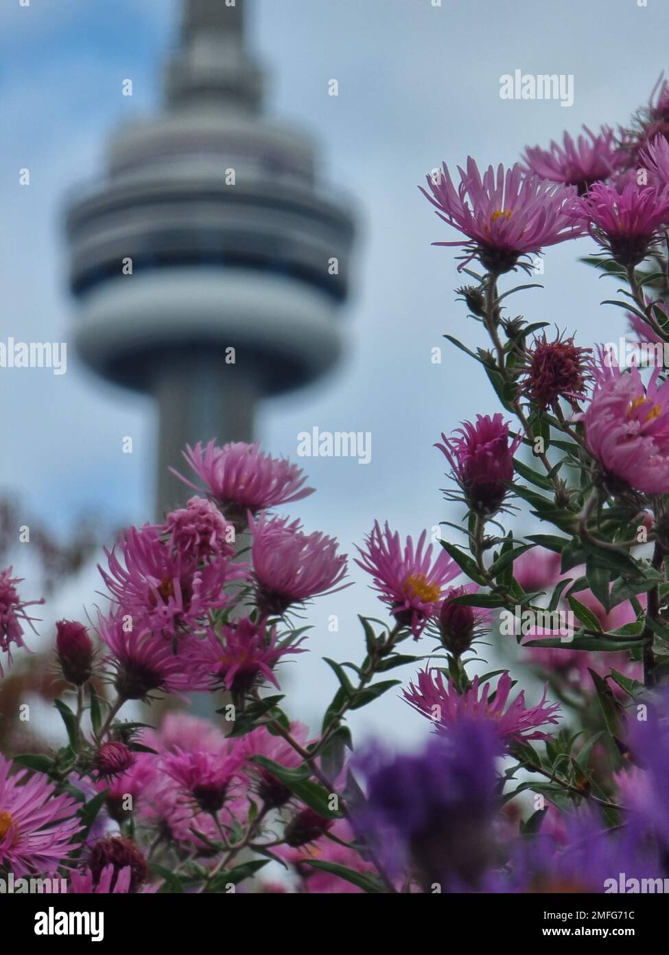 A tower building behind flowers in Toronto Stock Photo - Alamy
