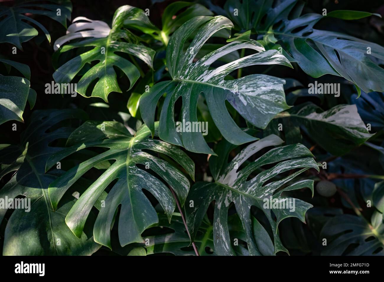 Mostly blurred monstera leaves background. Variegated type Stock Photo ...