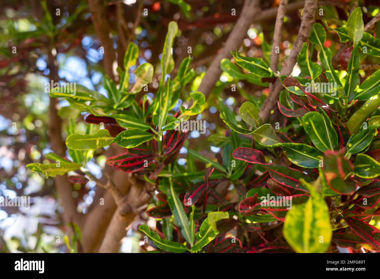 Curly leaves hi-res stock photography and images - Alamy