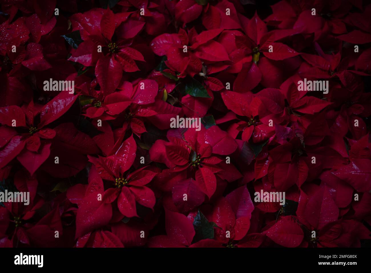 Mostly blurred Red Christmas Star flowers background in dim evening ...